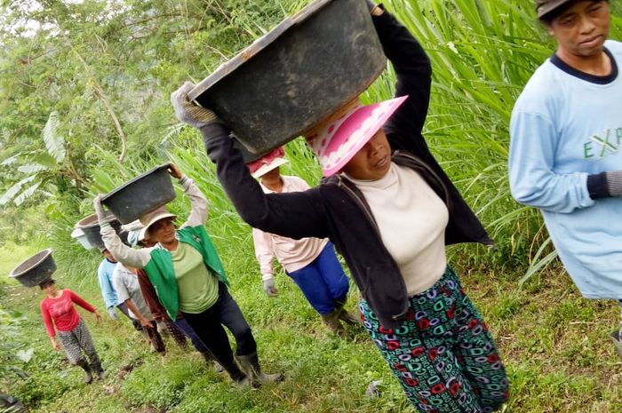 BPJS Ketenagakerjaan Dorong Petani hingga Pedagang Jadi Peserta BPU ... BPJS Ketenagakerjaan Dorong Petani hingga Pedagang Jadi Peserta BPU ...