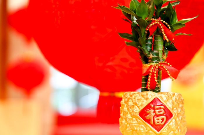 Sambut Tahun Baru Imlek, Inspirasi Dekorasi Rumah dengan 7 Tanaman Hias ...
