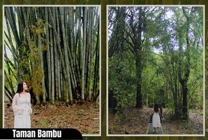 5 Spot Foto Kebun Raya Bali Paling Instagramable dan Wajib Dikunjungi