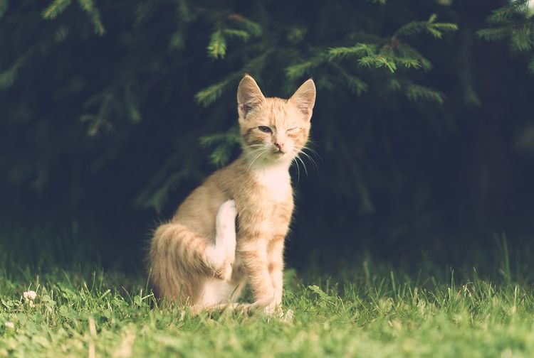 Jangan Diabaikan, Begini Cara Mengobati Kucing yang Mengalami Ringworm ...