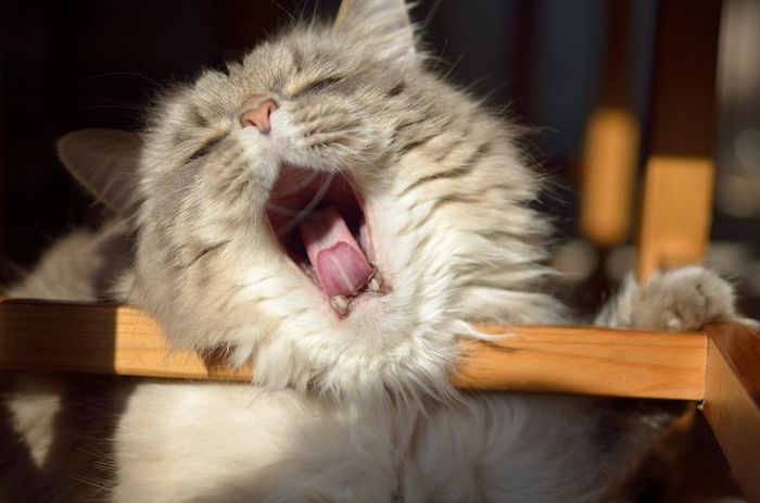 Mengapa Kucing Suka Menjulurkan Lidahnya? Ini 4 Alasan yang Belum ... Mengapa Kucing Suka Menjulurkan Lidahnya? Ini 4 Alasan yang Belum ...