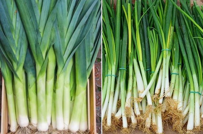 Satu Indonesia Keliru, Ini Bedanya Daun Bawang Prei dan Daun Bawang ...