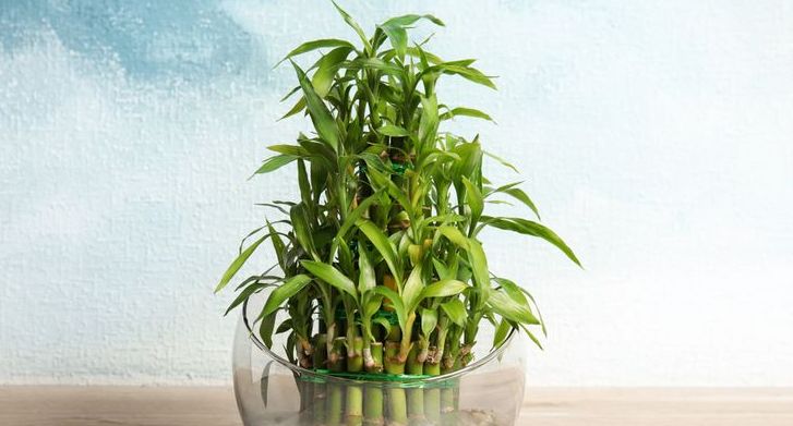 4 Tanaman Hias yang Membawa Keberuntungan dan Rezeki, Rumah Dibanjiri ...