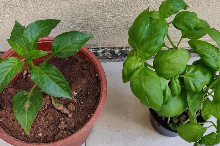 Wah Baru Tahu, Ini Jadinya Kalau Menanam Cabai dan Kemangi Berdampingan, Bisa Full Senyum Pas ...