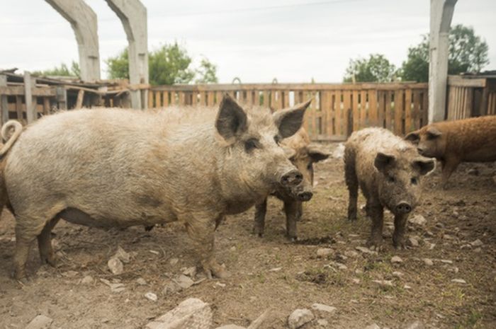 Virus Demam Babi Afrika Menyerang Bali, Ratusan Ternak Mati, Bahayakah ...