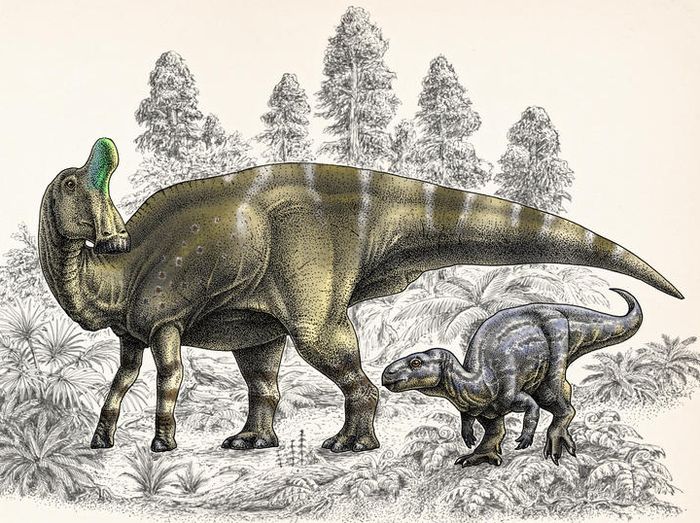 Lambeosaurus, Si Moncong Bebek yang Hidup 90 Juta Tahun Lalu - Semua ...