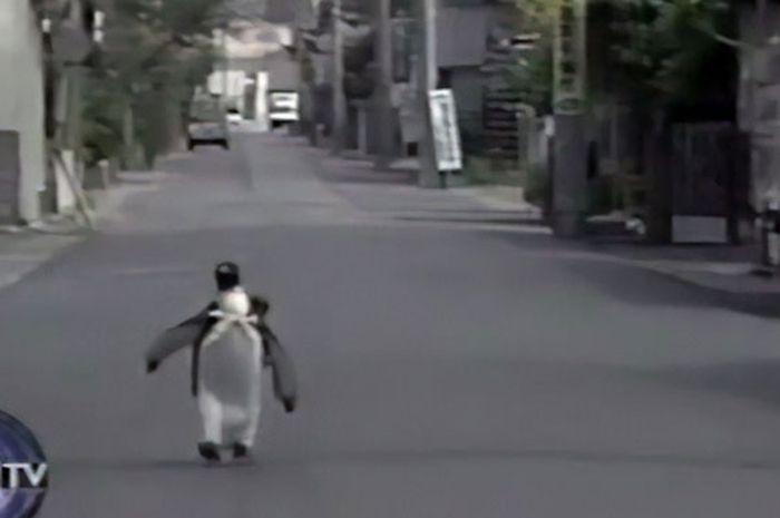 Lala, Penguin Peliharaan di Jepang yang Suka Jalan-jalan dan Beli Ikan ...