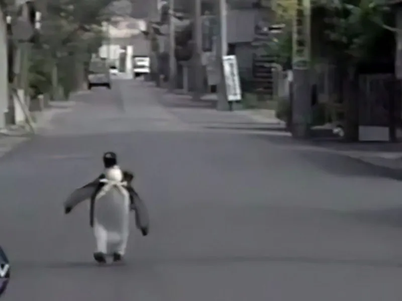 Lala, Penguin Peliharaan di Jepang yang Suka Jalan-jalan dan Beli Ikan ...