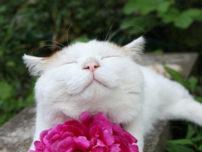 Bikin yang Lihat Ikut Happy, Begini 10 Potret Kucing yang Tersenyum ...