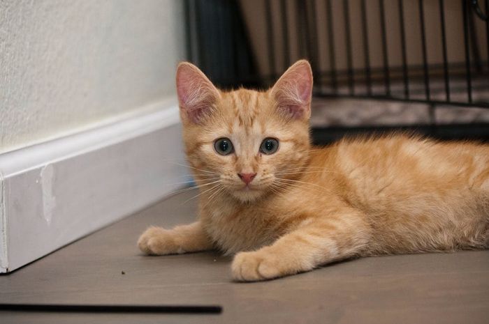 Sebagian Besar Kucing Takut dengan Air, Ternyata Ini Alasannya - Kids Sebagian Besar Kucing Takut dengan Air, Ternyata Ini Alasannya - Kids