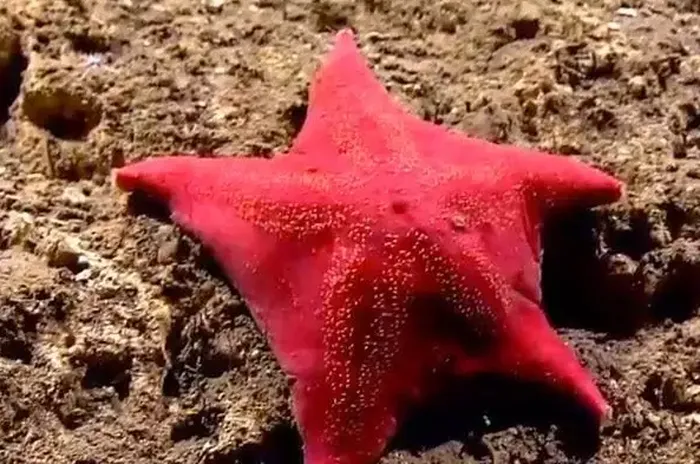 SpongeBob SquarePants dan Patrick 'Versi Nyata' Ditemukan di Atlantik ...