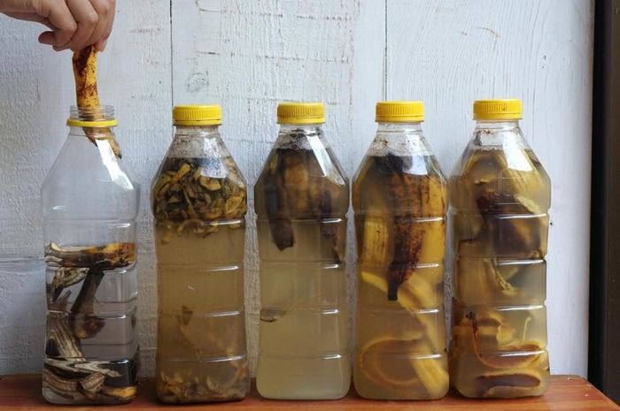 Coba Rendam Kulit Pisang di Toples Air Selama 2 Minggu Lalu Siram ke ...