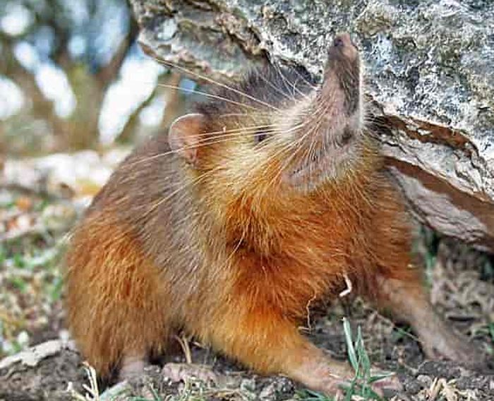 Hidup Sejak Ratusan Juta Tahun yang Lalu, Inilah Hewan Purba yang Masih ...