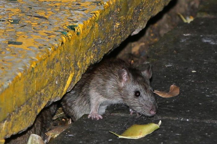 Cara Cegah Tikus Got Masuk Rumah, Cukup Oles 1 Bahan Murah ini di ... Cara Cegah Tikus Got Masuk Rumah, Cukup Oles 1 Bahan Murah ini di ...