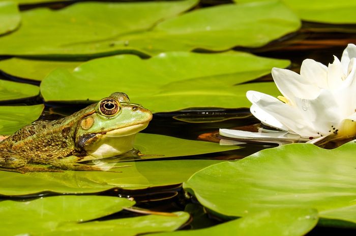 Organ Pernapasan Katak: Fase Berudu hingga Katak Dewasa yang Hidup di ...