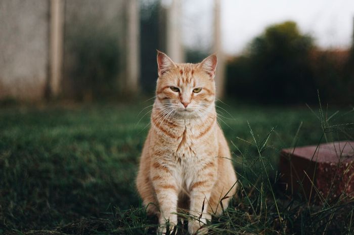 Berapa Lama Umur Rata-Rata Kucing? Begini Penjelasannya - Semua Halaman ...