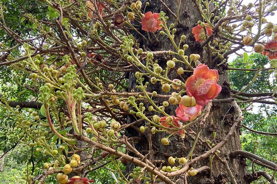 Berita Cannon Ball Tree Terbaru Hari Ini - Grid.ID