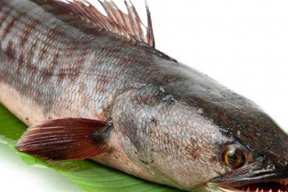 Berita Ikan Gabus Terbaru Hari Ini - Grid.ID