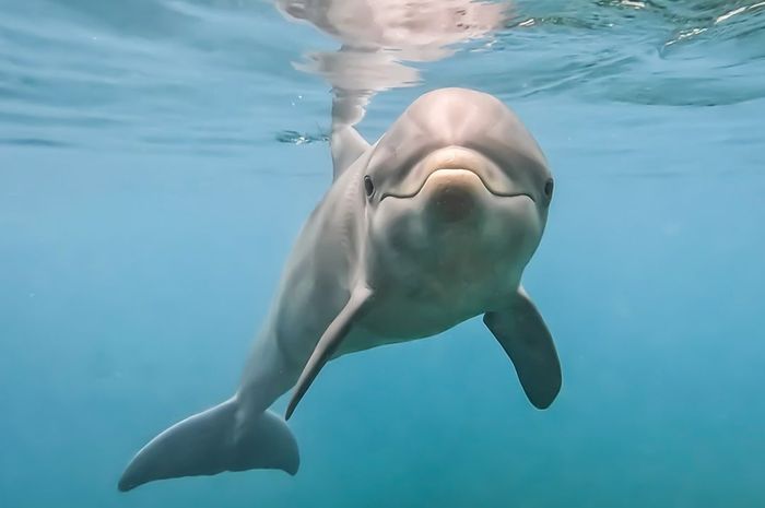Lumba-Lumba Dapat Mengenali Teman-Temannya dari Rasa Urinenya ...