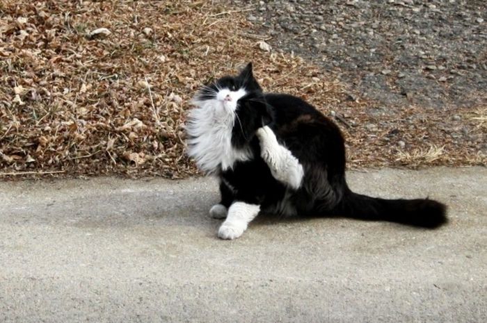 Pemilik Wajib Tahu, Inilah 5 Cara Agar Kucing Terhindar dari Jamur dan ... Pemilik Wajib Tahu, Inilah 5 Cara Agar Kucing Terhindar dari Jamur dan ...