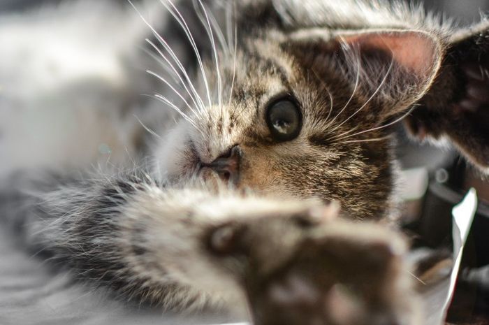 Bisa Membahayakan Kucing, Ketahui Risiko Memotong Cakar Kucing dan Cara ...