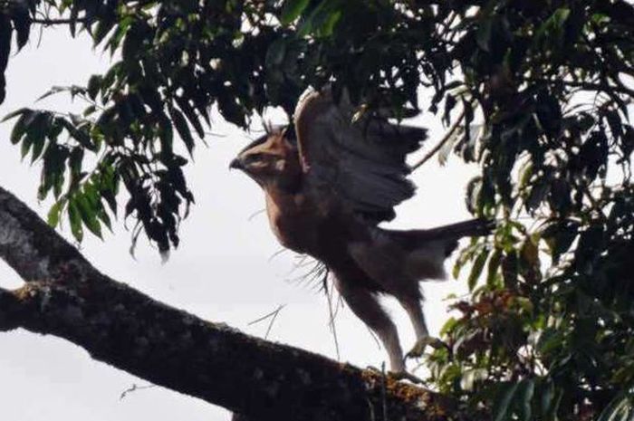 Keberadaan Garuda Kembali Ditemukan, Si Kecil Sang Penguasa Langit Jawa ...