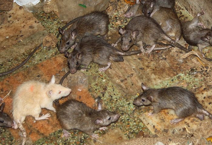 Karni Mata, Kisah Kuil di India yang Dihuni oleh 25.000 Ekor Tikus ...