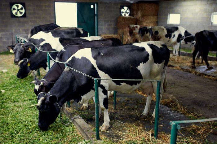 8 Fakta Unik Sapi Perah yang Jarang Orang Tahu, Punya 4 Bagian Perut ...