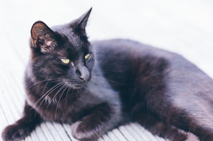 Dikenal Ramah dan Cerdas, Ini Karakteristik Kucing Havana Brown - Kids