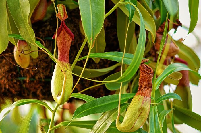 10 Keragaman Flora dan Fauna di Pulau Sumatera, Salah Satunya Bunga Bangkai - Kids