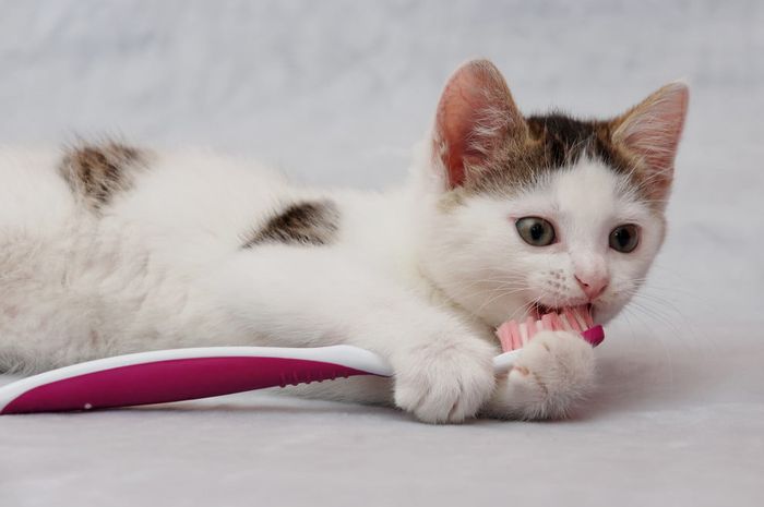 Merawat Hewan Peliharaan, Tips Aman dan Langkah Grooming Kucing di ...