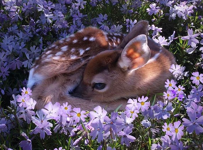 Dari Kucing sampai Tupai, Begini Potret 10 Bayi Hewan yang Mungil dan ...