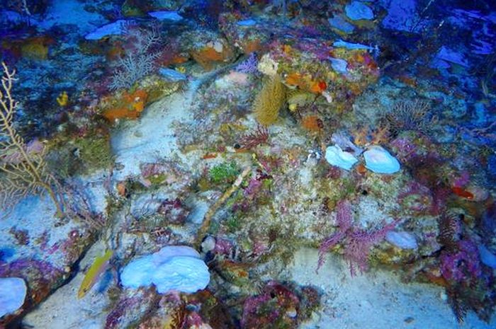 Tidak Hanya di Pesisir, Terumbu Karang Laut Dalam Juga Memutih ...