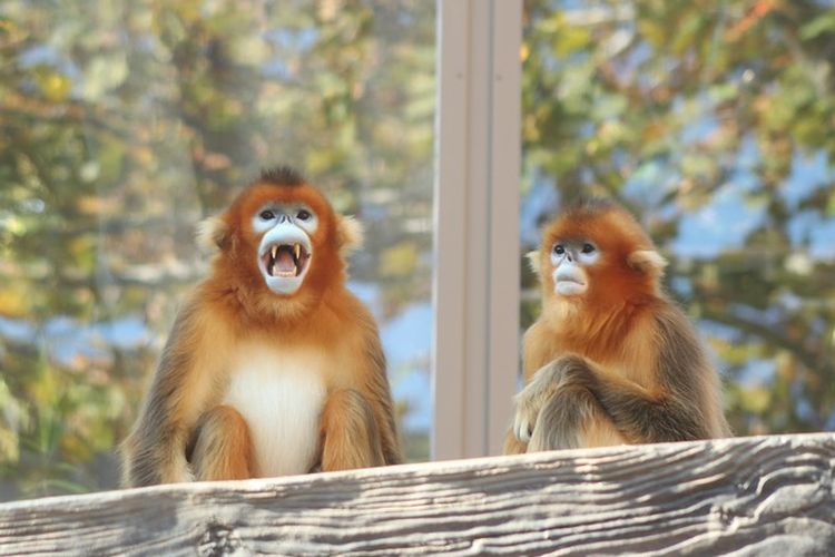 Berita Monyet Hidung Pesek Rambut Emas Terbaru Hari Ini - Bobo