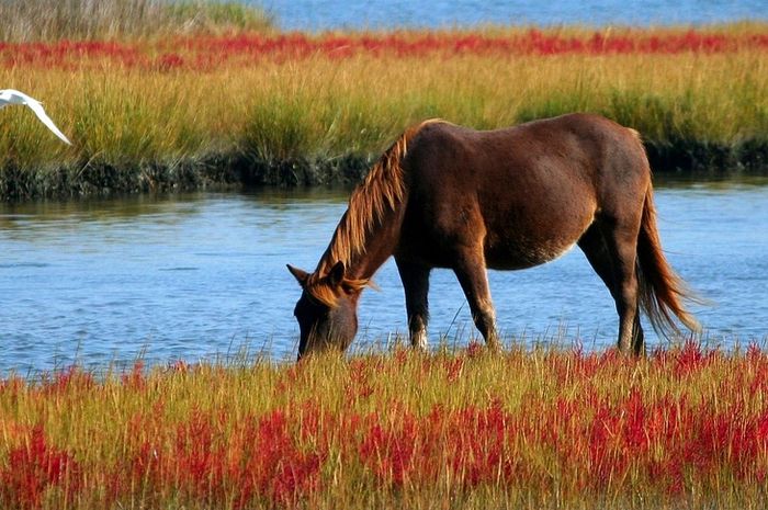Mencari Pesan Moral Pada Dongeng Kuda Dan Keledai Yang Sarat Dengan