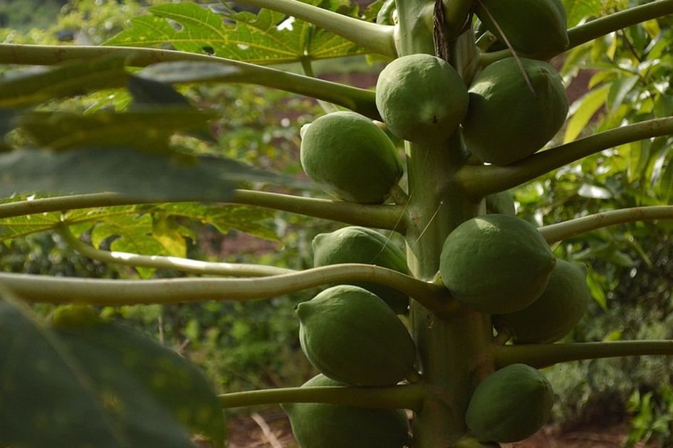 Berita Kertas Timah Terbaru Hari Ini - Grid.ID