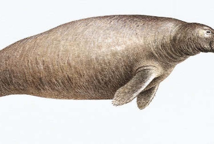 15 Fakta Menarik Sapi Laut, Mamalia Laut yang Punah Sejak Abad 18 M - Kids