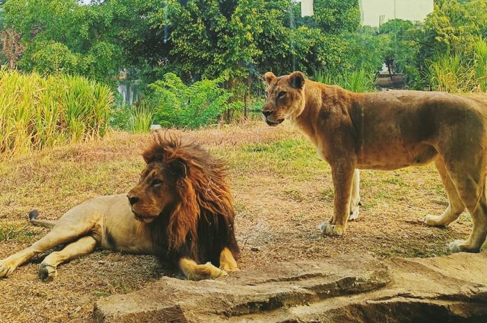 Solo Safari, Wajah Baru Wisata Edukasi Satwa yang Wajib Dikunjungi - Stylo