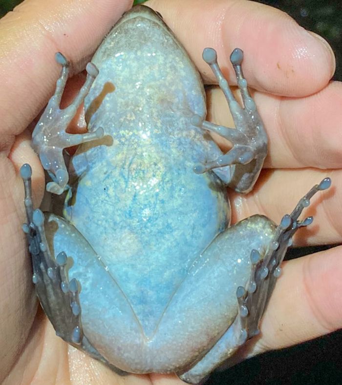 Terakhir Ditemukan 1993, Katak Ini Sempat Dikira Sudah Punah - Semua ...