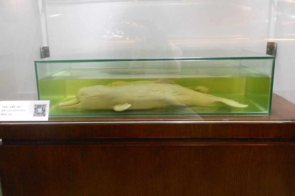 Berita Lumba Lumba Sungai Yangtze Terbaru Hari Ini - National Geographic