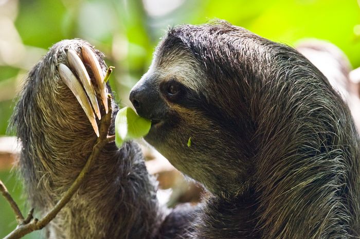 Kungkang yang Bergerak Pelan Ini Suka Tidur 15 Jam Setiap Hari - Bobo