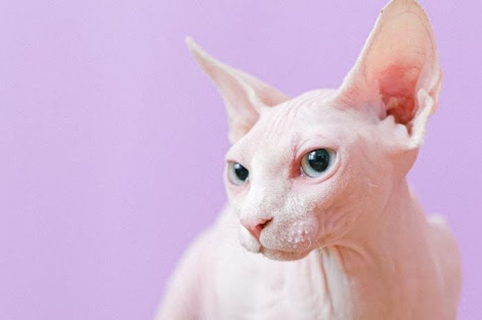 Merawat Hewan Peliharaan Kucing Sphynx, Ketahui Fakta Menariknya! - Wiken Merawat Hewan Peliharaan Kucing Sphynx, Ketahui Fakta Menariknya! - Wiken
