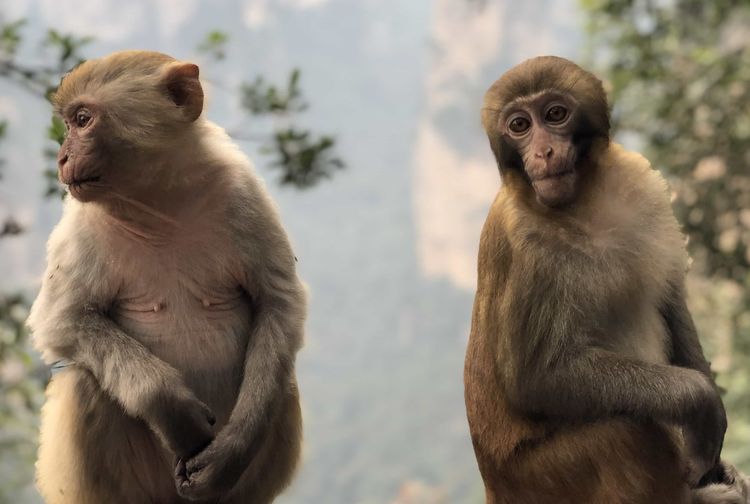 Serupa tapi Enggak Sama, Ini Perbedaan Kera dan Monyet, Sudah Tahu? - Kids