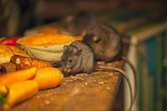 Efektif! Cara Mengusir Tikus dan Curut di Rumah, Tabur Bahan Alami Ini ...