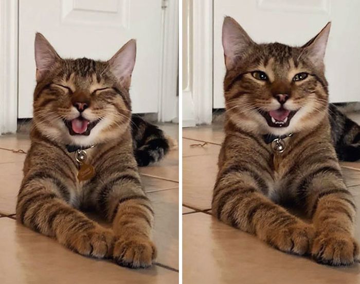 Bikin yang Lihat Ikut Happy, Begini 10 Potret Kucing yang Tersenyum ...