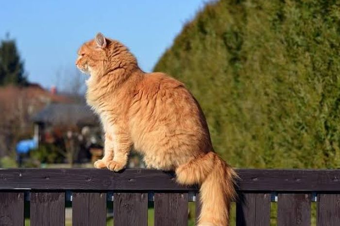Kucing Kabur dari Rumah? Ternyata Ini 5 Kemungkinan Penyebabnya ...