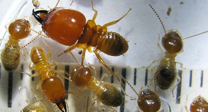 Ada 2.500 Rayap di Dunia, Berapa di Indonesia? Ini Cara Mengenali ...