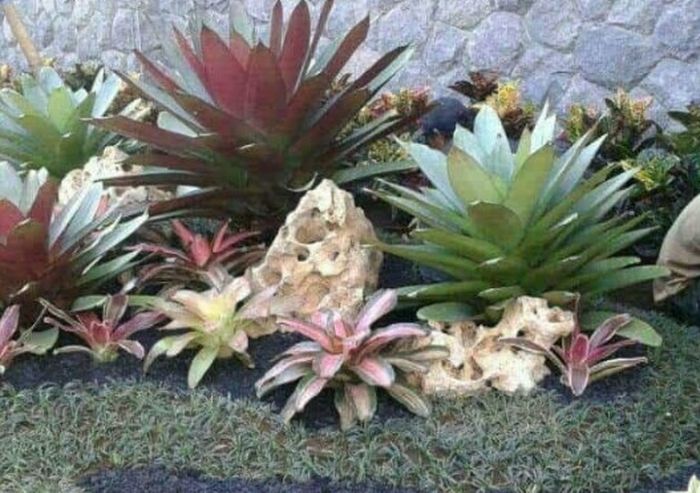 2 Kriteria Tanaman untuk Taman Atap, 5 Jenis Pilihan termasuk Puring ...