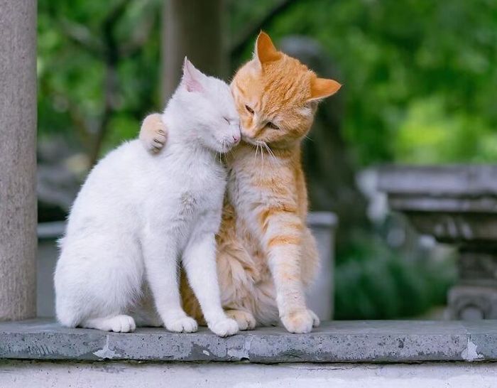 95 Wallpaper Kucing Berdua Images & Pictures - MyWeb