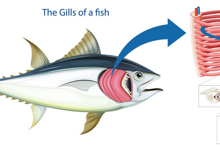 Kunci Jawaban Materi Kelas 3 SD Tema 1, Bagaimana Cara Kerja Organ ...